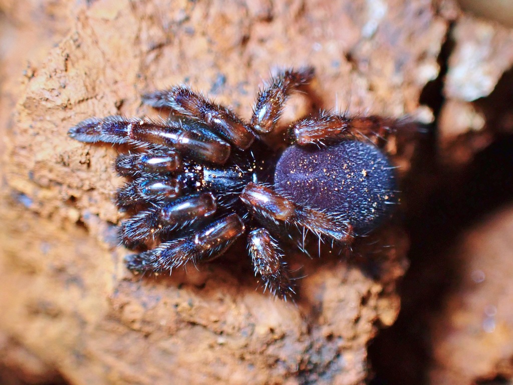 Brushfooted Trapdoor Spiders from #3 Palawan, Philippines on February ...