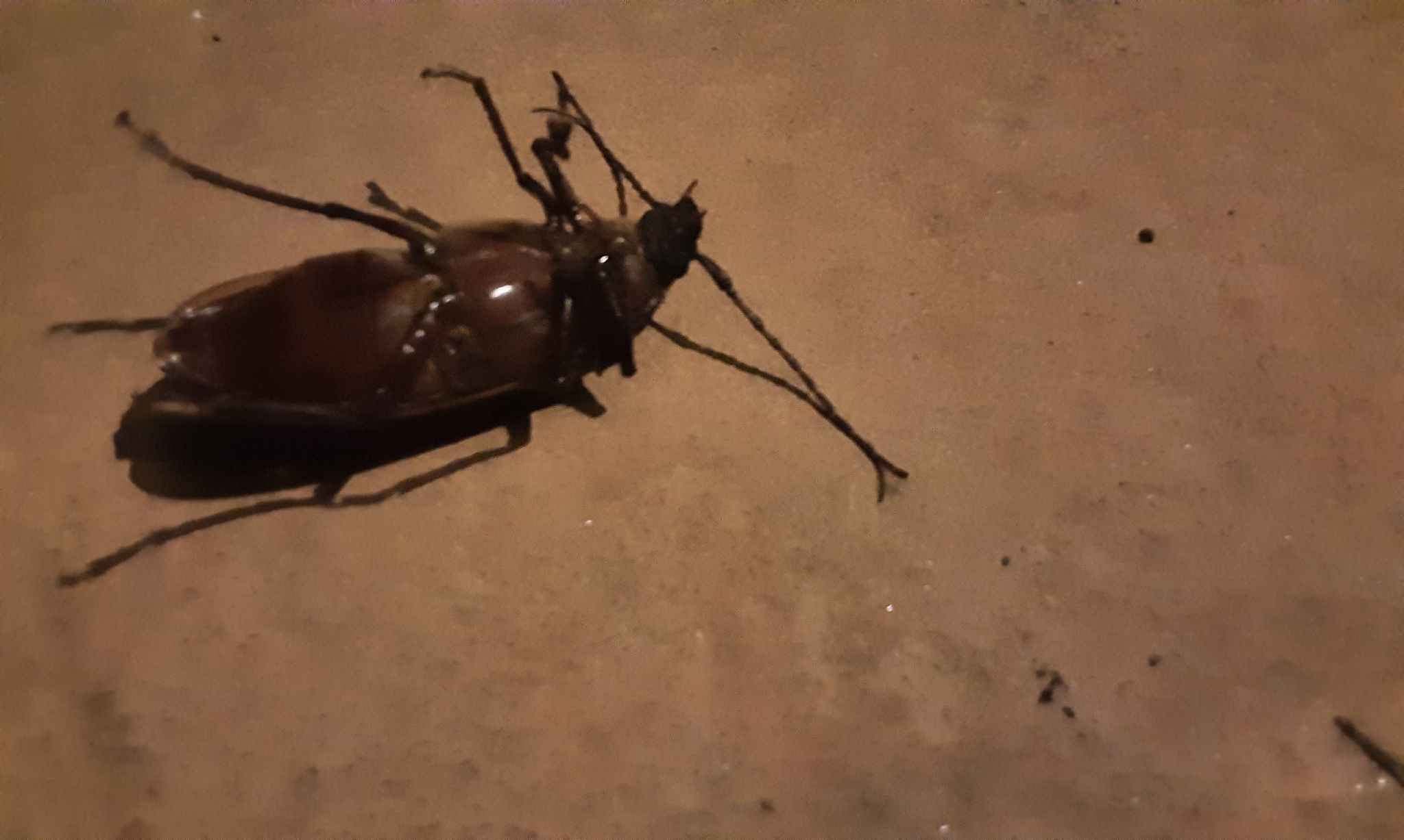 Agrianome spinicollis (MacLeay, 1826)
