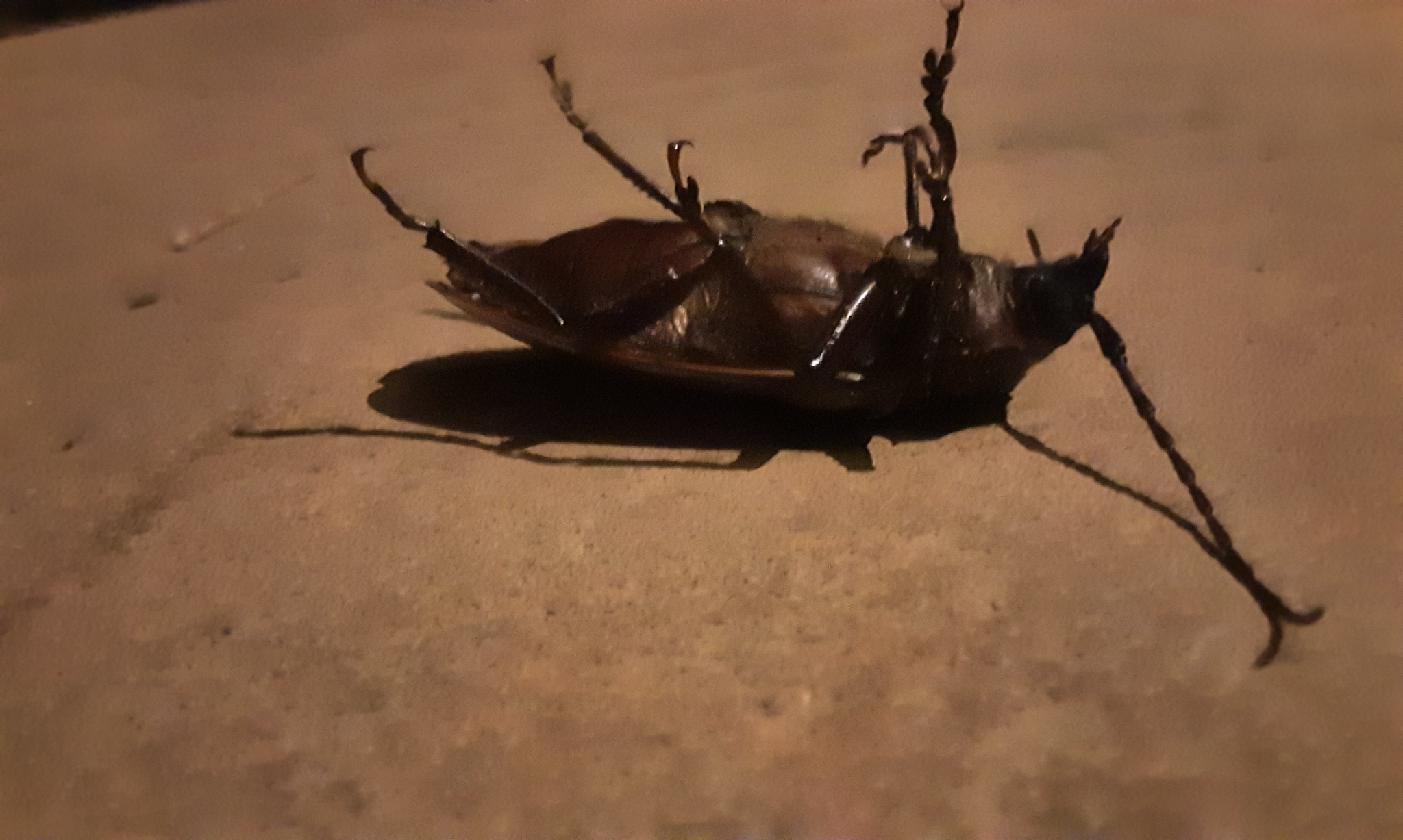 Agrianome spinicollis (MacLeay, 1826)