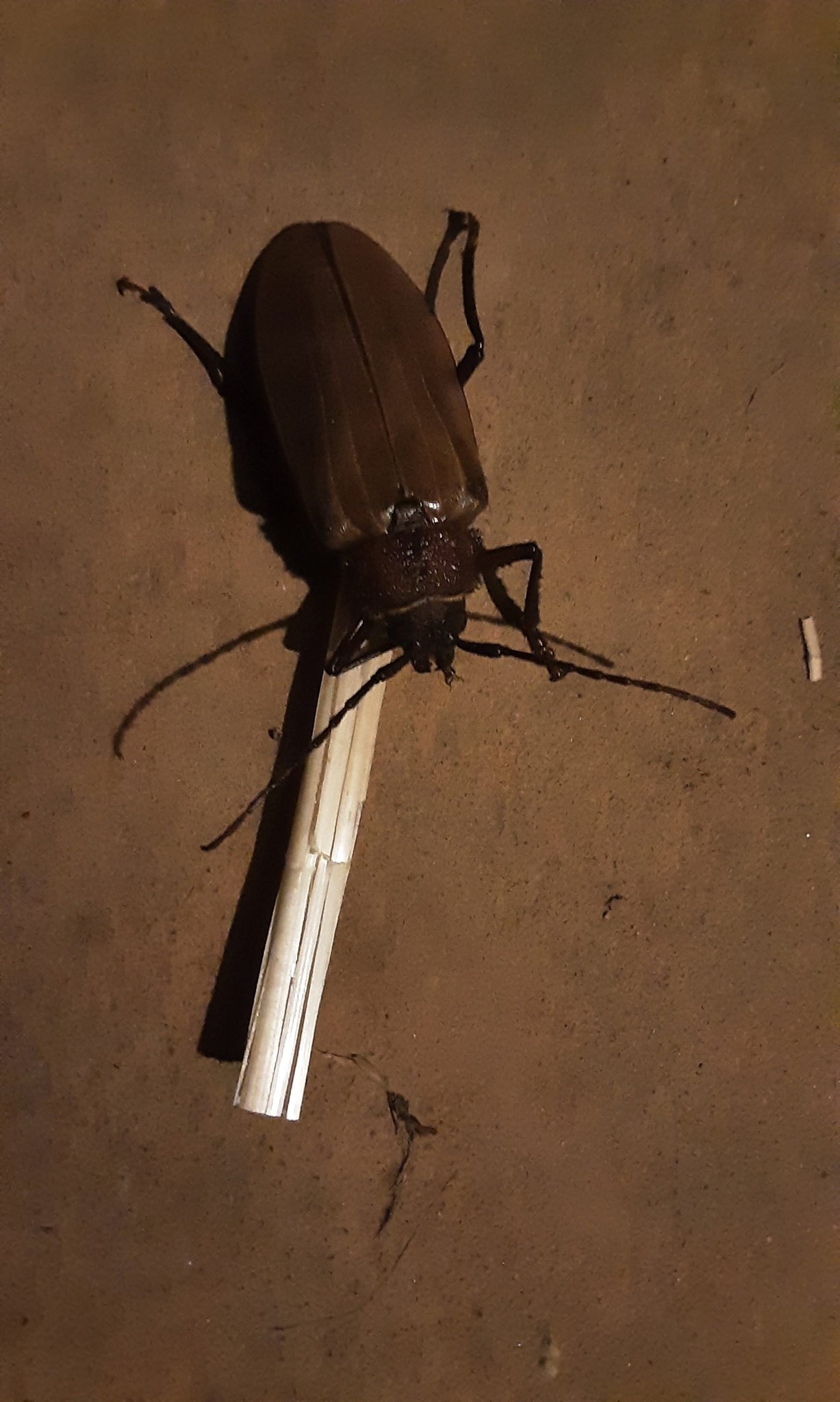 Agrianome spinicollis (MacLeay, 1826)