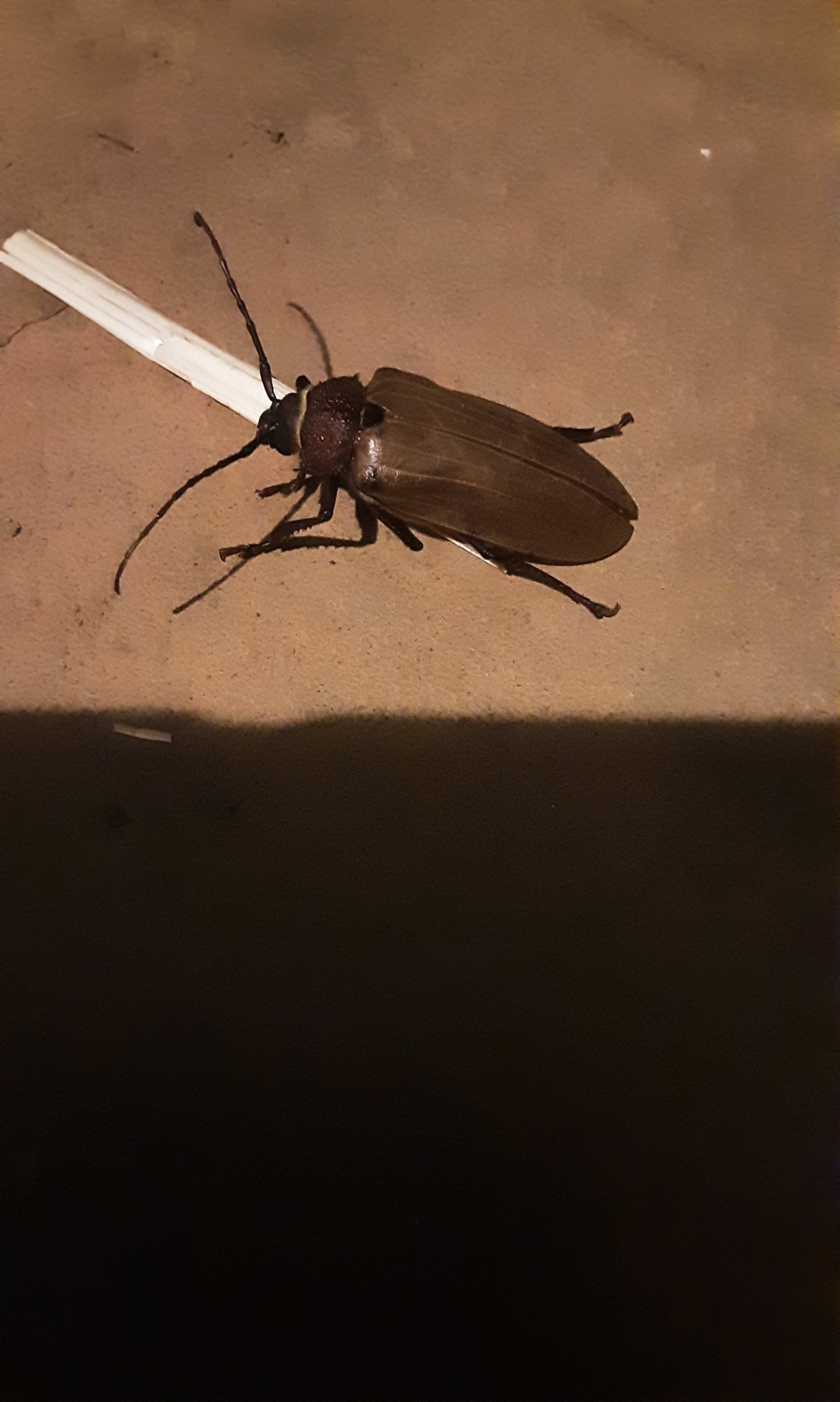 Agrianome spinicollis (MacLeay, 1826)