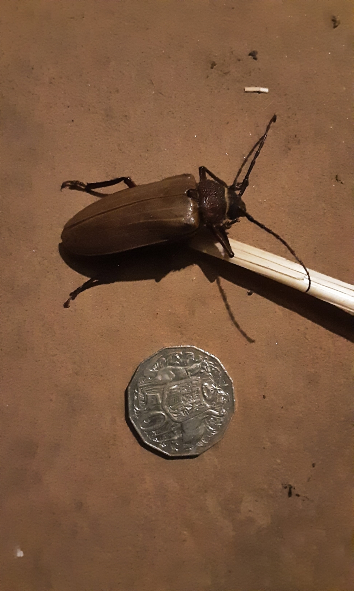 Agrianome spinicollis (MacLeay, 1826)