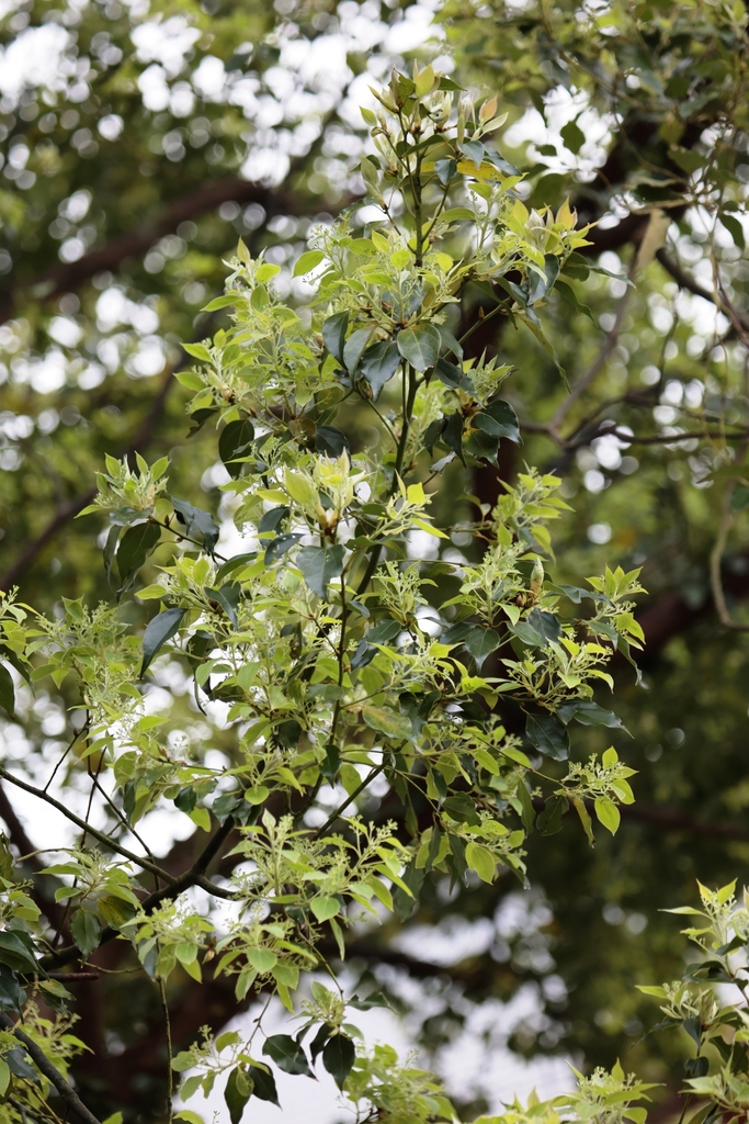 Camphor Tree from 台灣台北 on February 13, 2023 at 08:05 AM by 胡正恆(Jackson ...