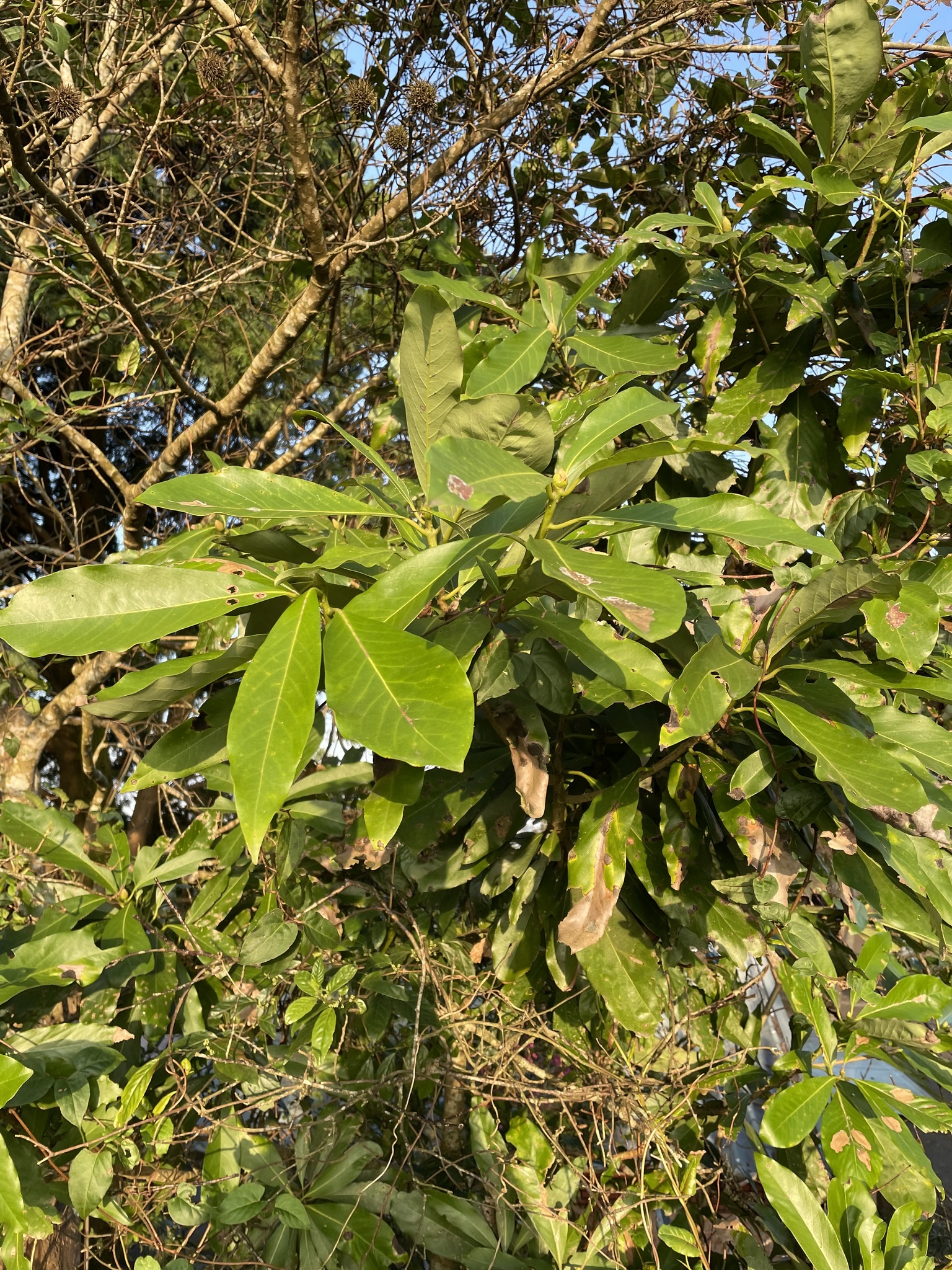 Machilus japonica Siebold & Zucc.
