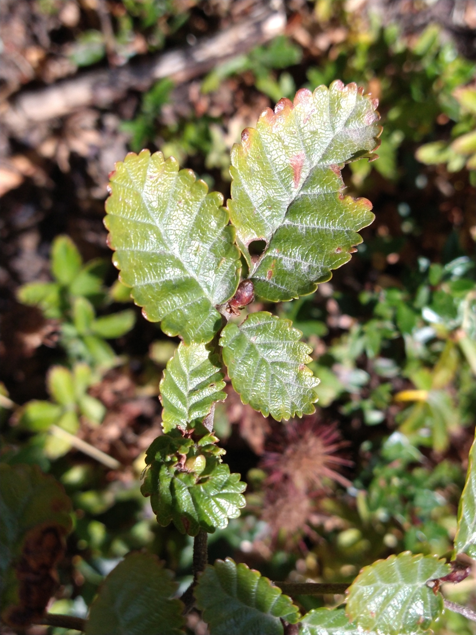 Nothofagus pumilio (Poepp. & Endl.) Krasser