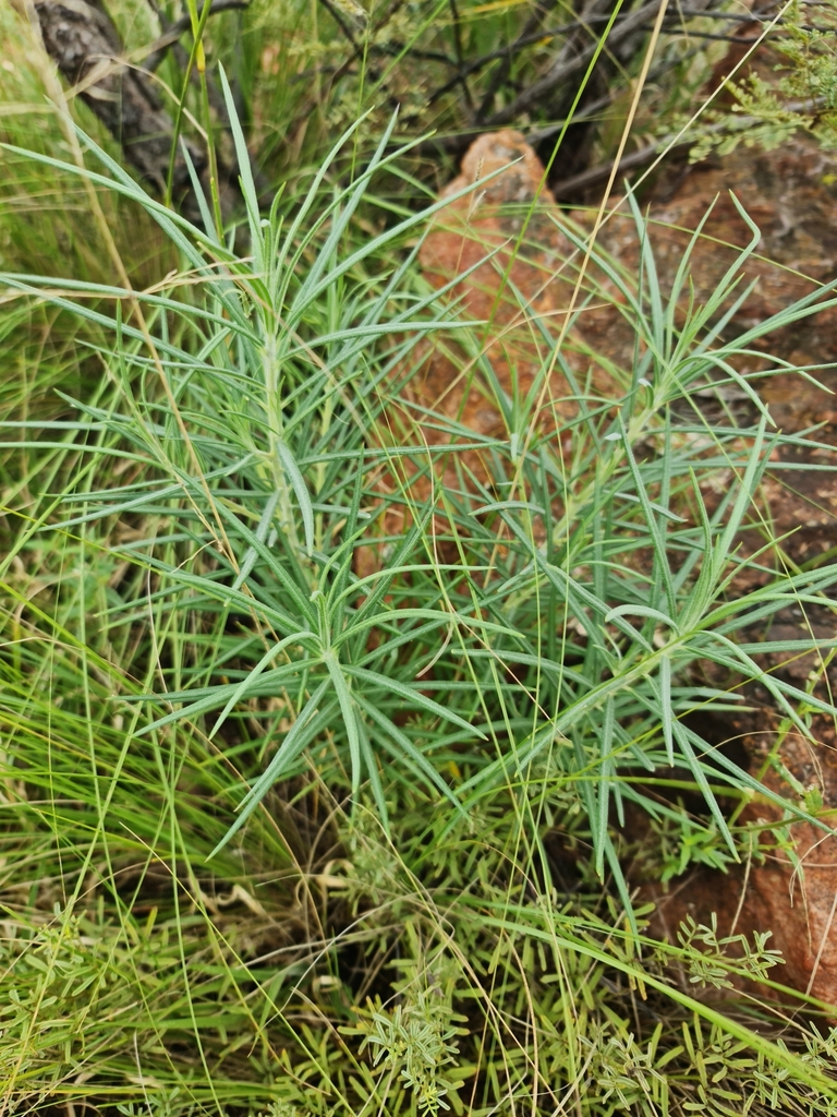 Sonchus integrifolius from Carletonville, 2499, South Africa on ...