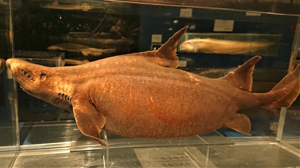 (Oxynotus) - Marine Life Identification