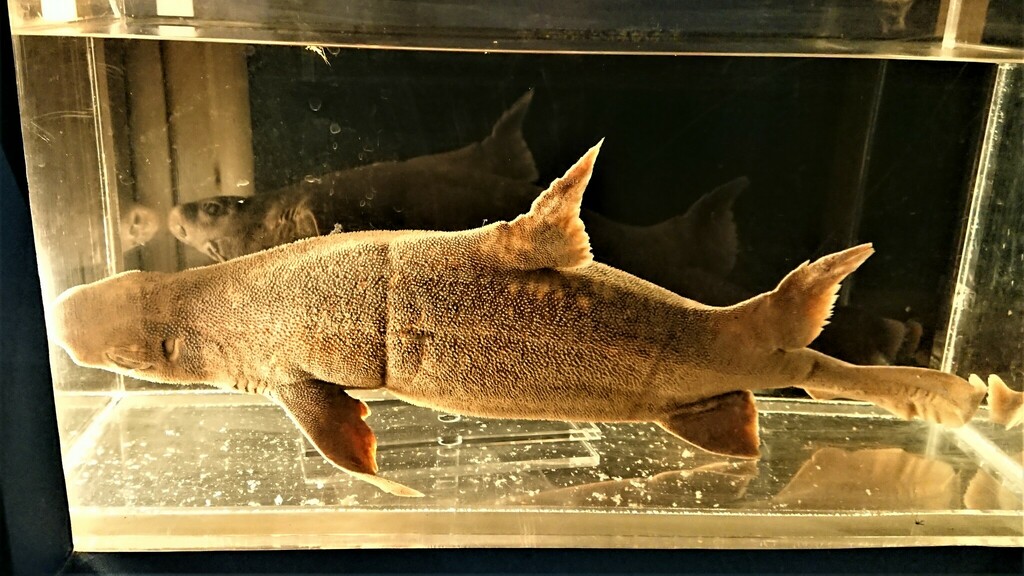 Japanese Roughshark (Oxynotus japonicus) - Marine Life Identification
