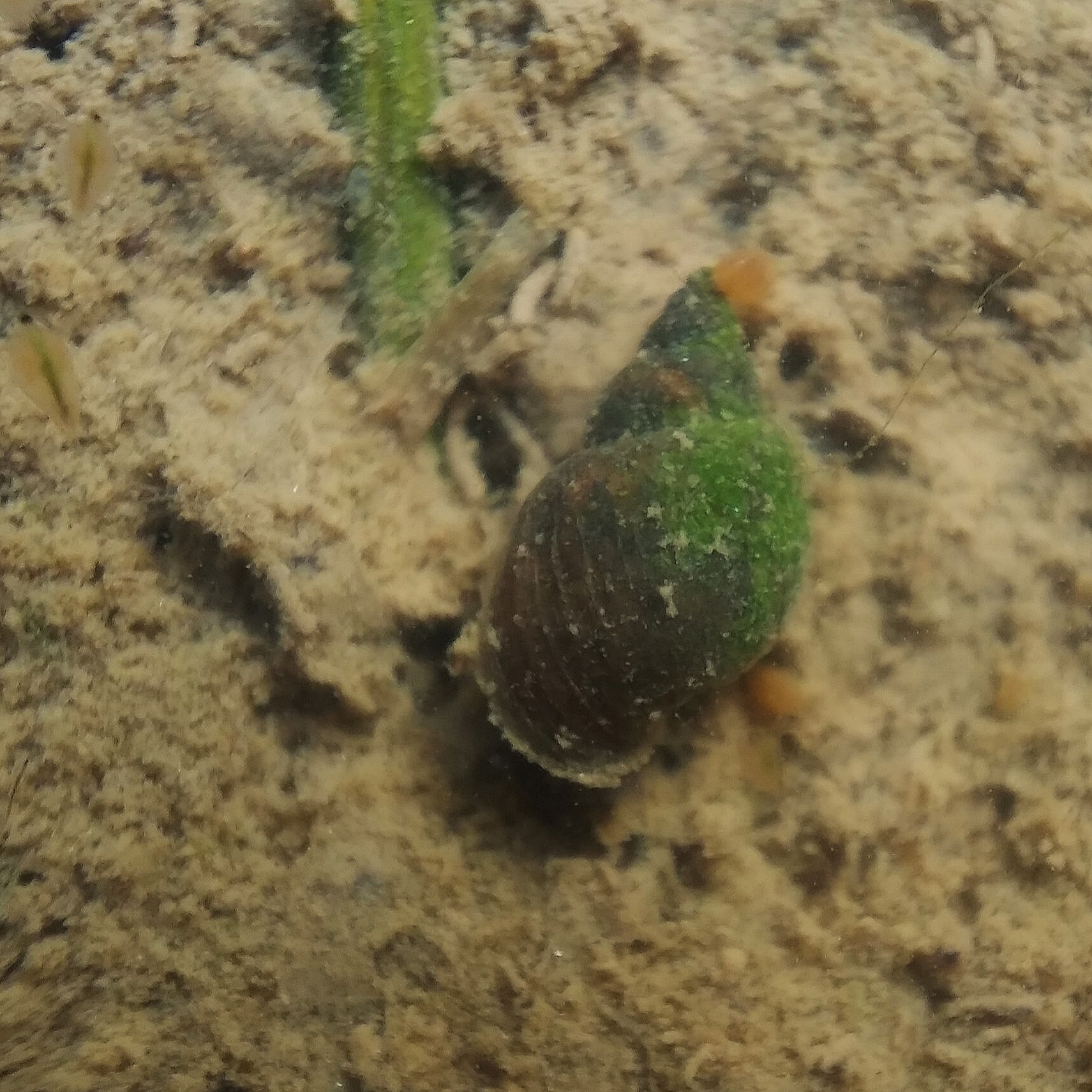 Galba truncatula (O.F.Müller, 1774)