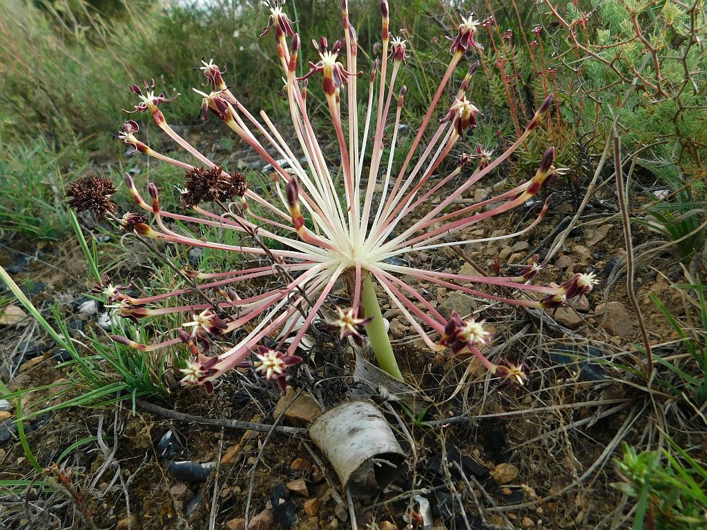 Crossyne guttata (L.) D.Müll.-Doblies & U.Müll.-Doblies