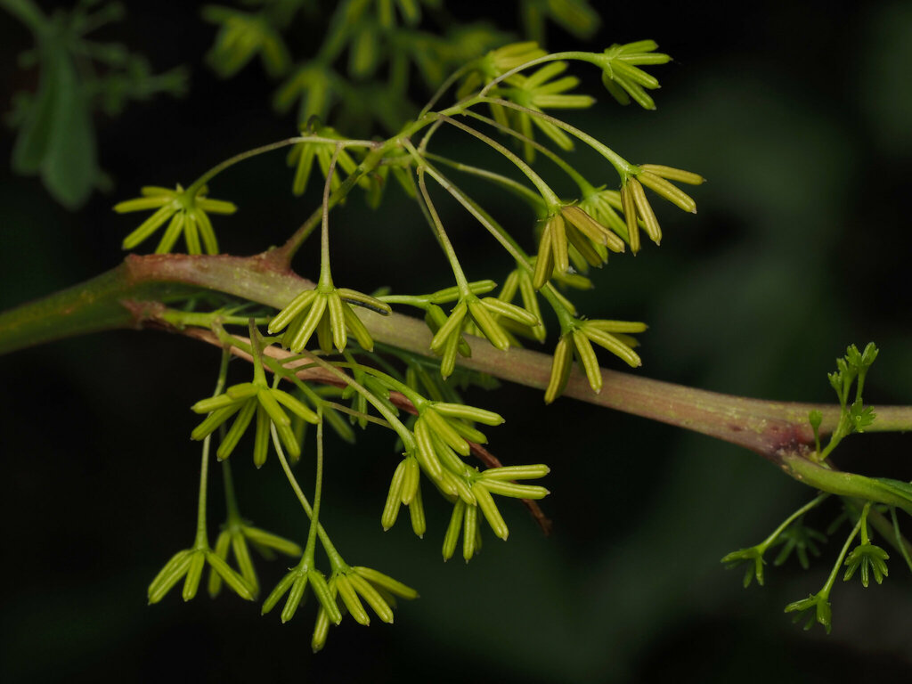 Common Hop Bush from Sutherland Shire - West, Royal, New South Wales ...
