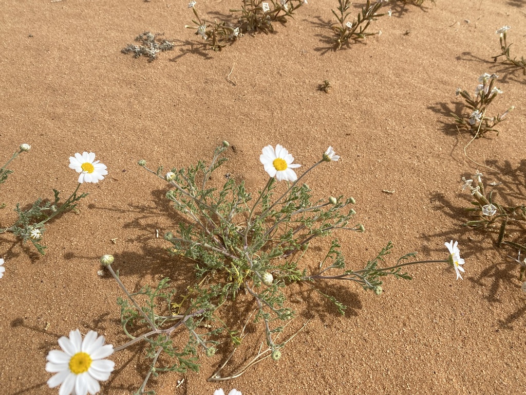 Anthemis melampodina deserti from Al Ula, Région d'Al Madinah, SA on February 12, 2023 at 01:02 ...