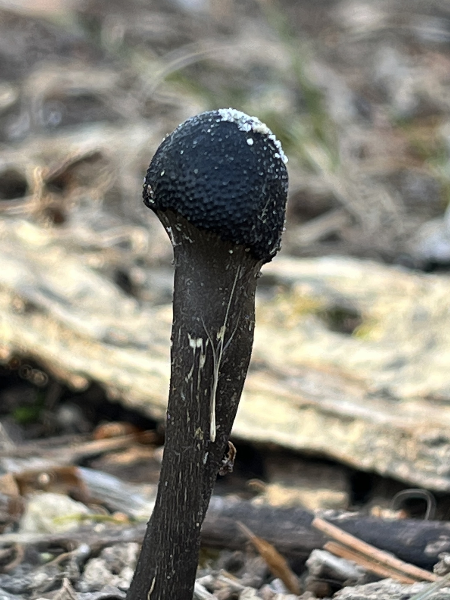 Tolypocladium W.Gams, 1971