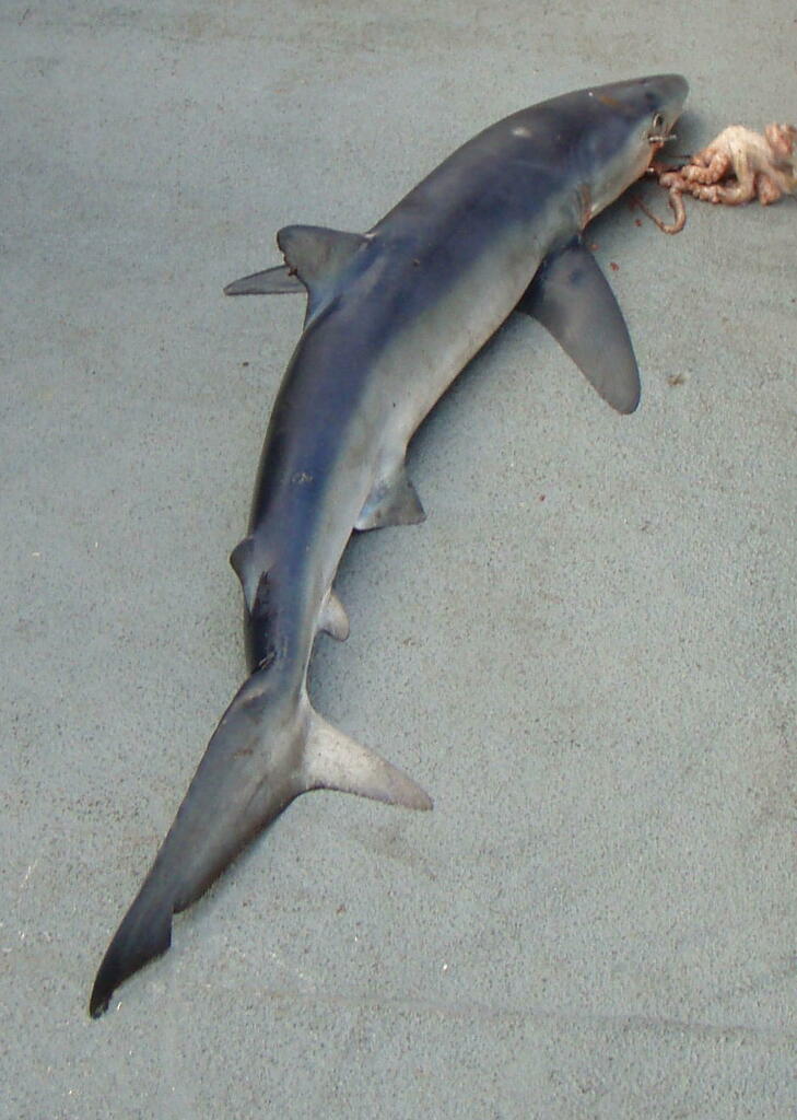 Blue Shark on February 12, 2007 at 10:41 PM by tomas_cedhagen · iNaturalist