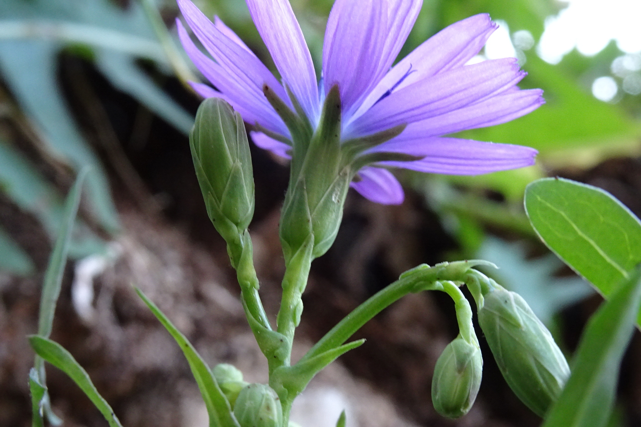 Lactuca perennis L.