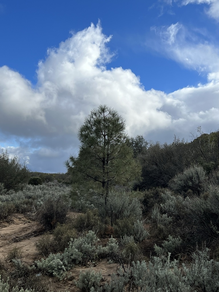Jeffrey pine from Ensenada, Baja California, Mexico on February 12 ...