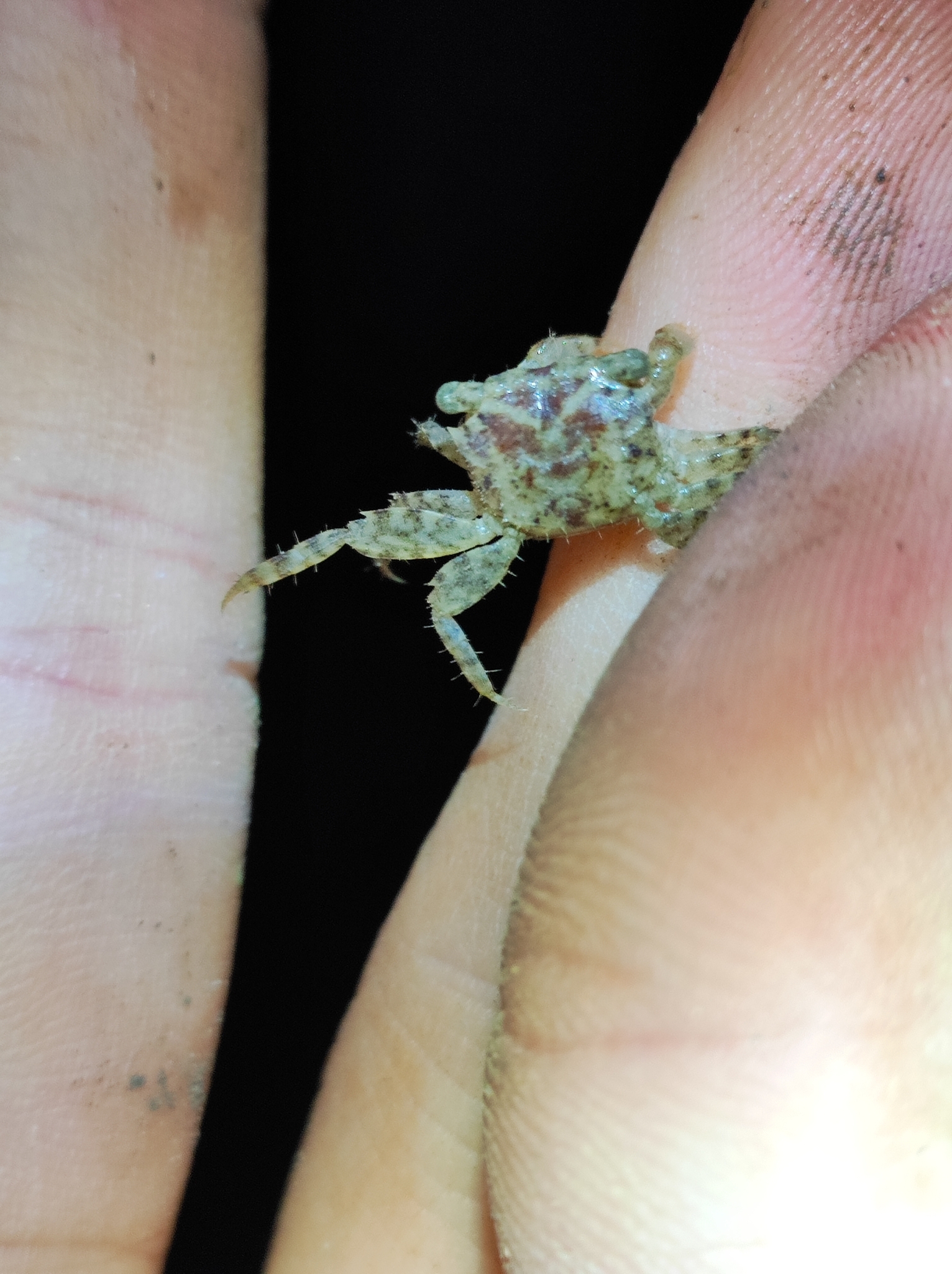 Parasesarma pictum (De Haan, 1835)