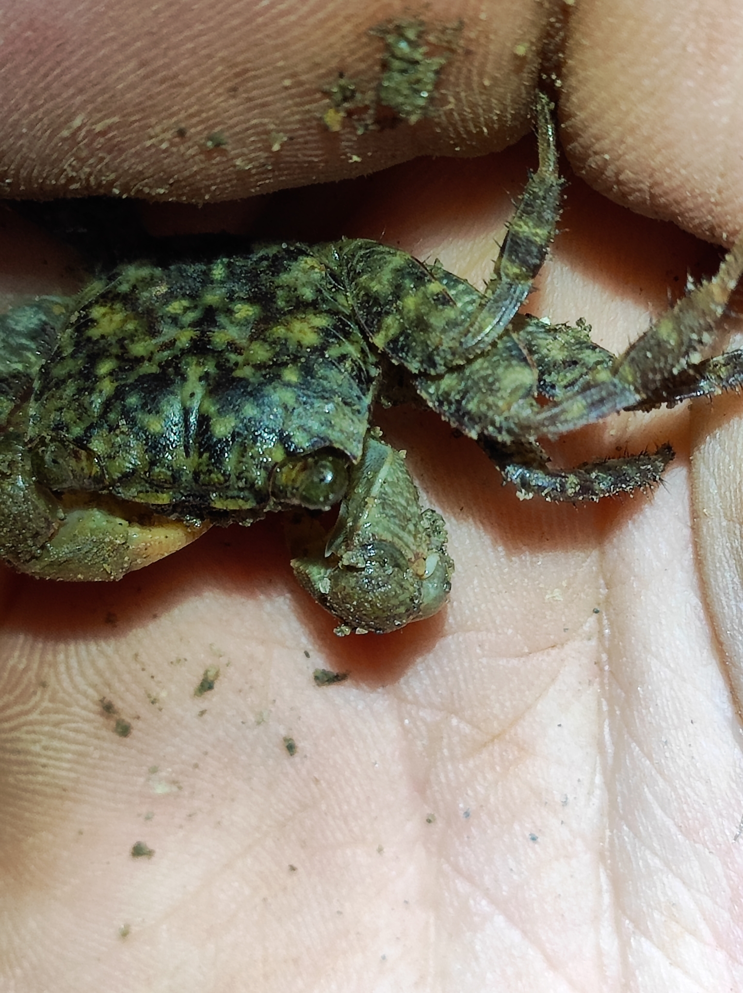 Parasesarma pictum (De Haan, 1835)