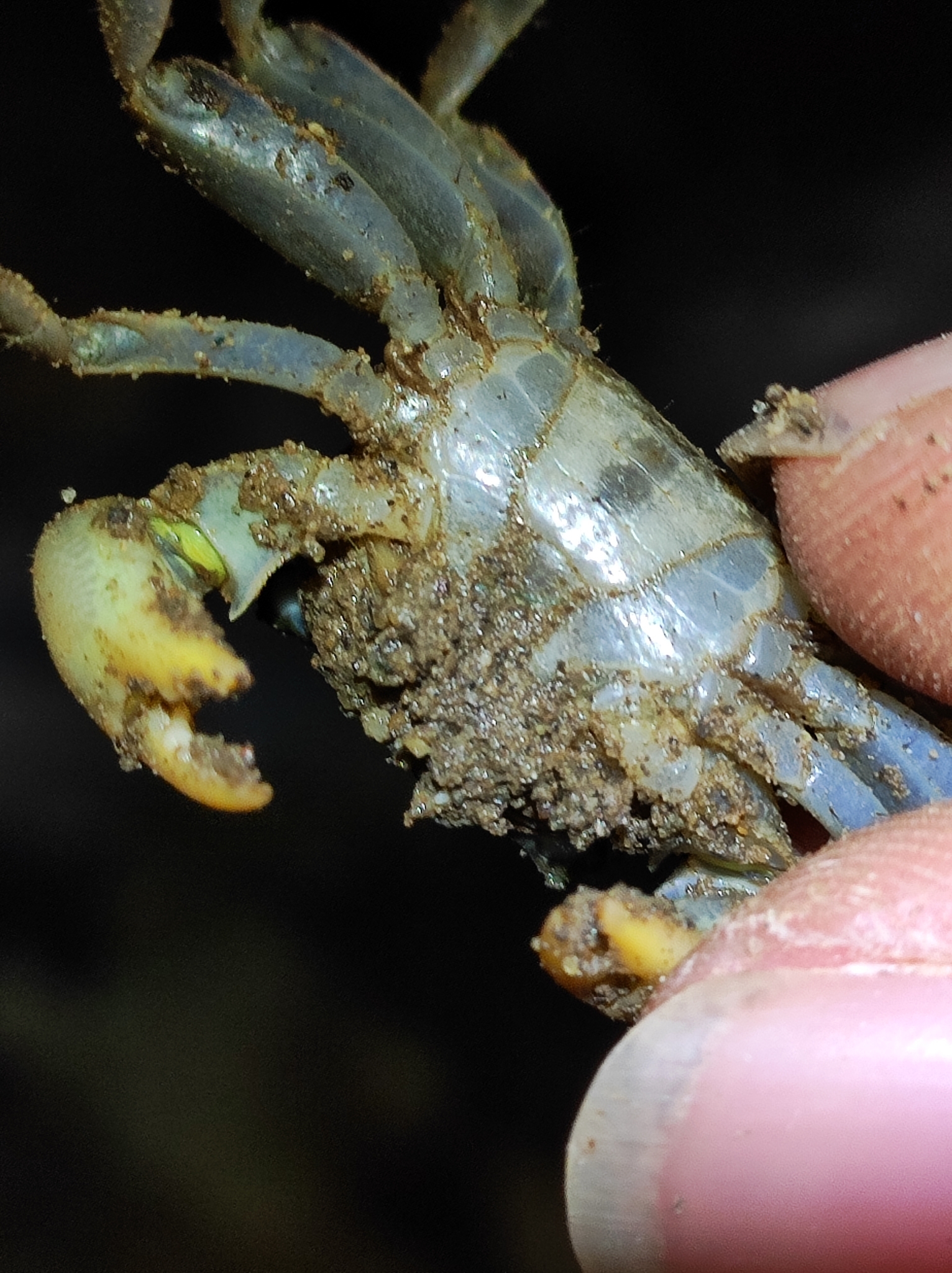 Parasesarma pictum (De Haan, 1835)