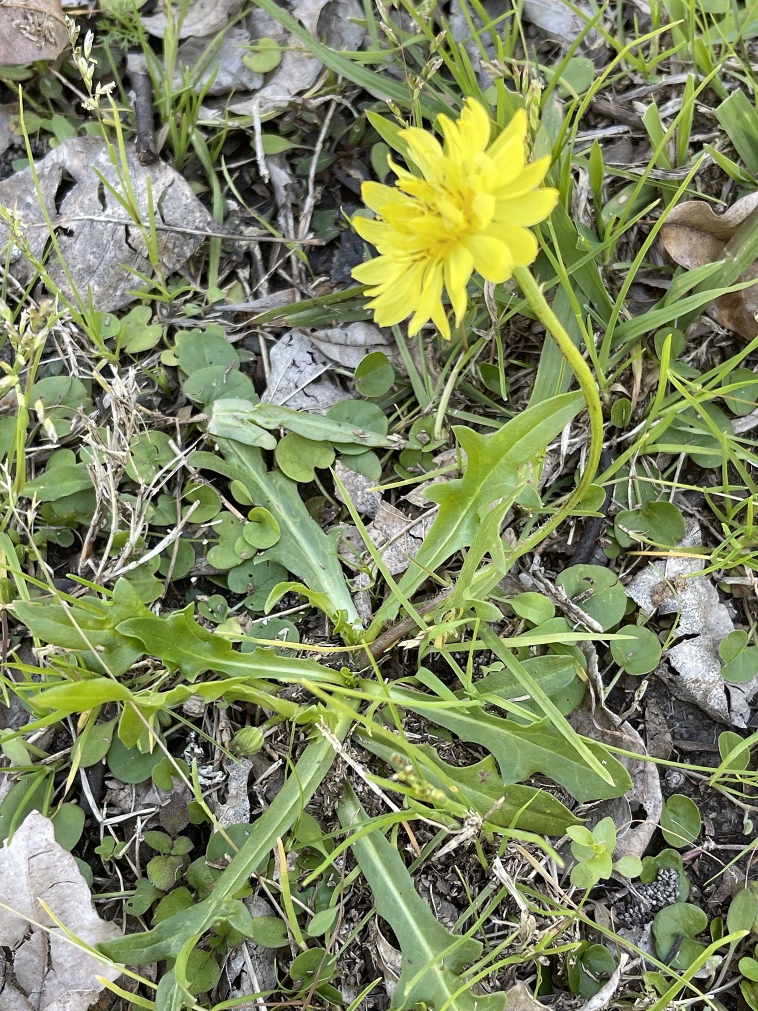 Pyrrhopappus pauciflorus (D.Don) DC.