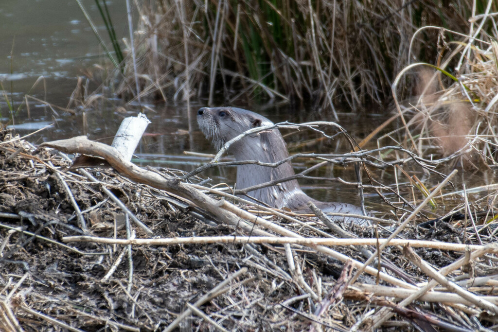 North American River Otter from Highland County, VA, USA on February 11 ...