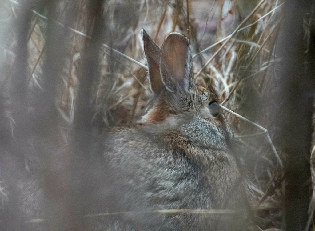 Appalachian Cottontail in February 2023 by Amiel Hopkins · iNaturalist