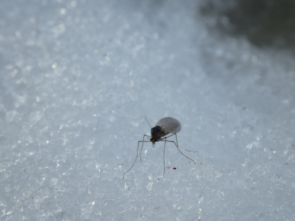 Non-biting Midges from Spokane, Washington, United States on January 06 ...
