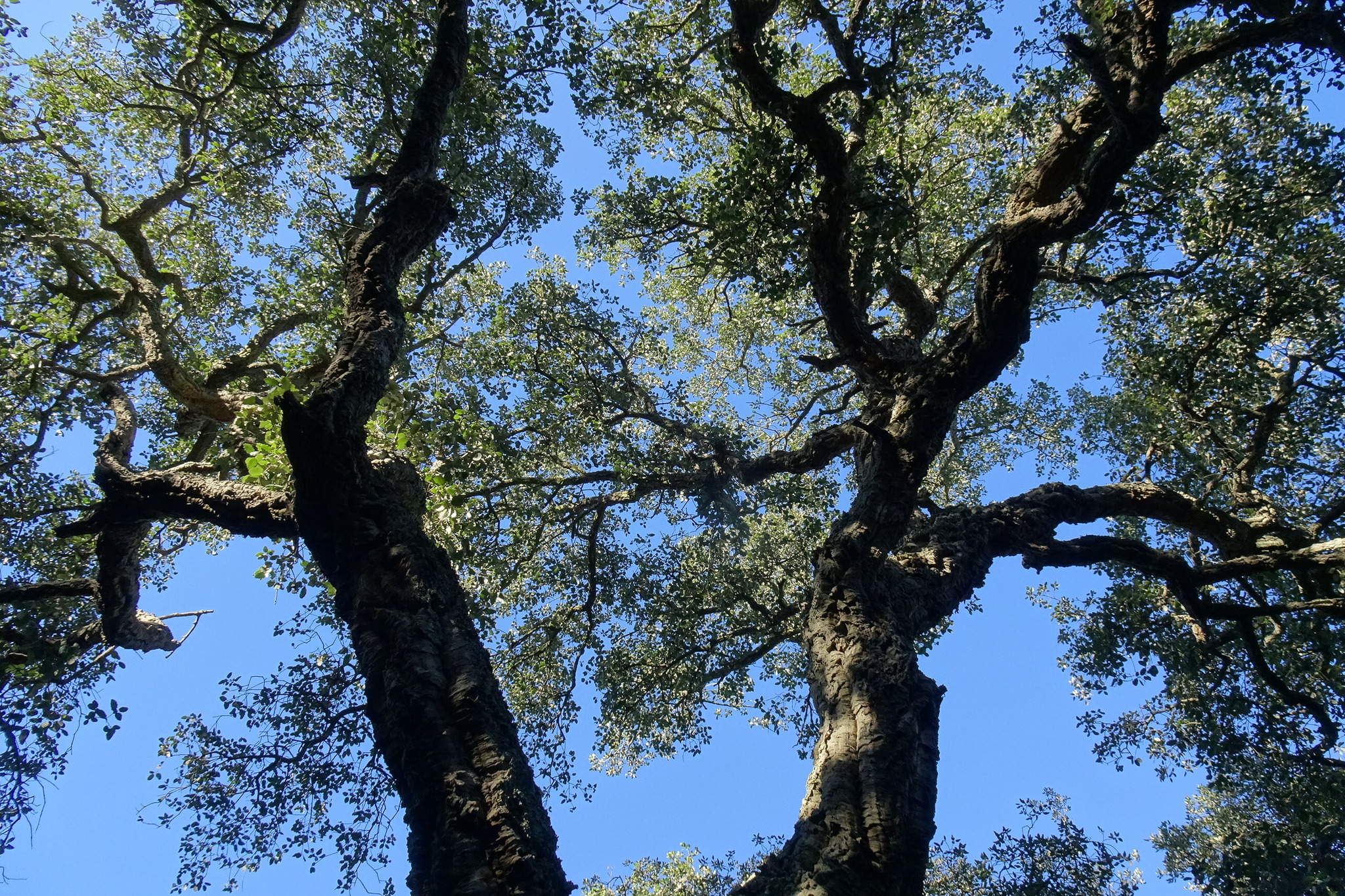 Quercus suber L.