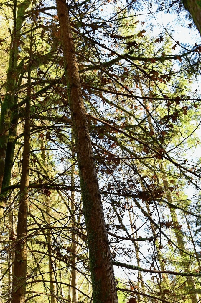 western redcedar from Capilano River Regional Park on December 05, 2022 ...