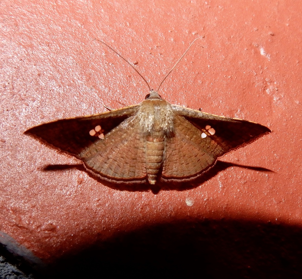 Sapodilla Borer Moth from Udumbanchola, Idukki, KL, IN on February 7 ...