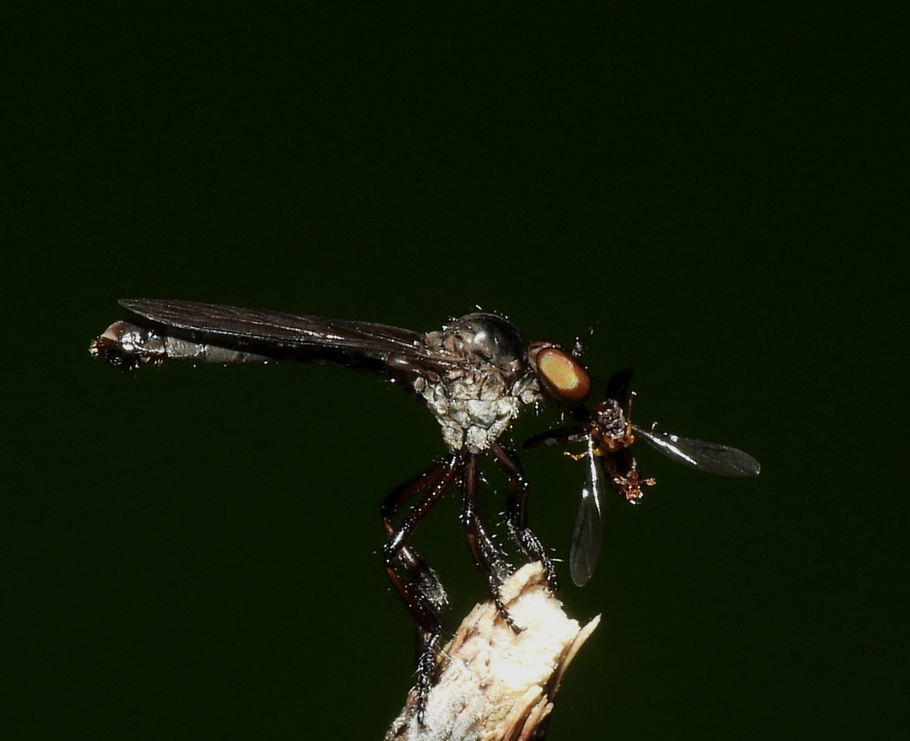 Gnat Ogres from Brazil - MT - Alta Floresta - Cristalino Lodge on ...