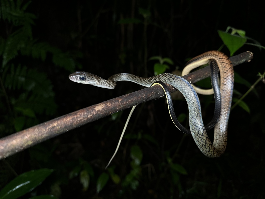 Brown Rat Snake from Hawkeye trail, Kuala Lumpur, Kuala Lumpur, MY on ...