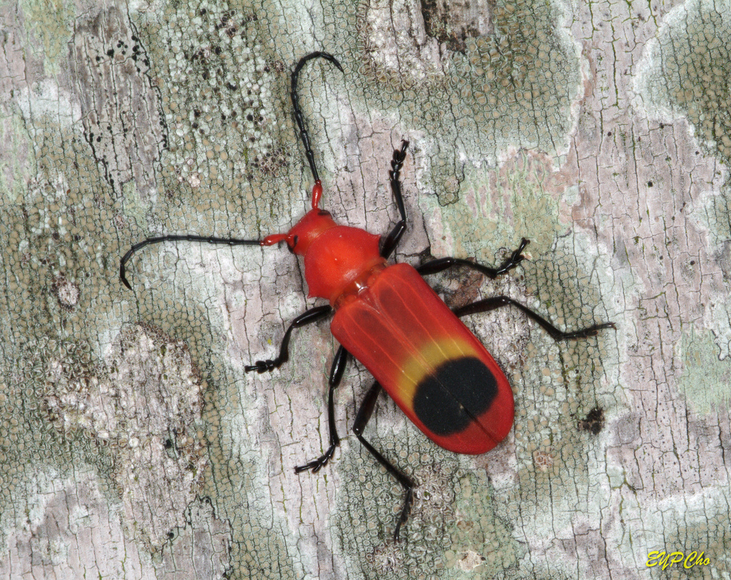 Euryphagus miniatus from Sai Kung, Hong Kong on March 16, 2003 at 02:17 ...