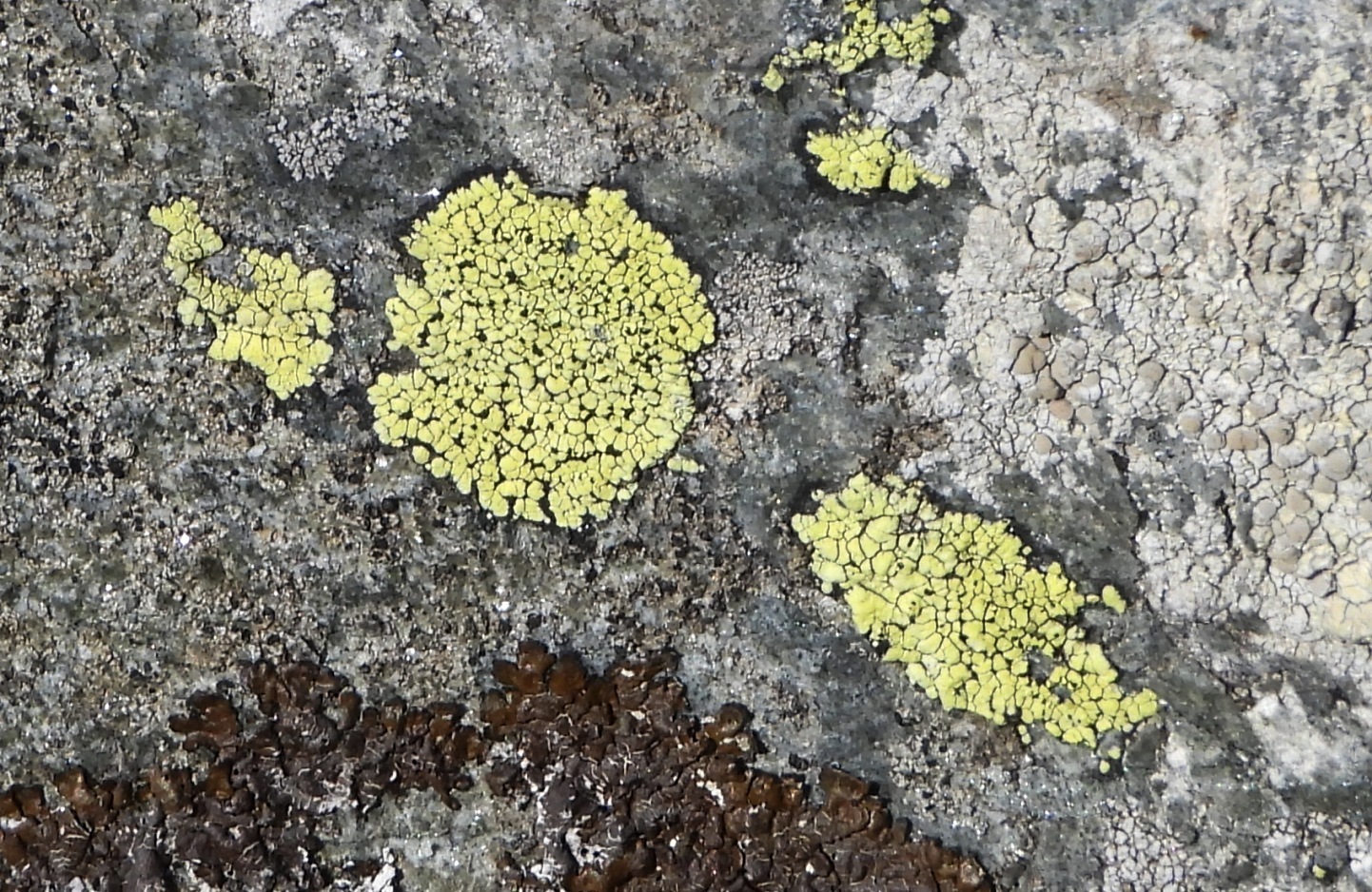 Rhizocarpon geographicum (L.) DC.