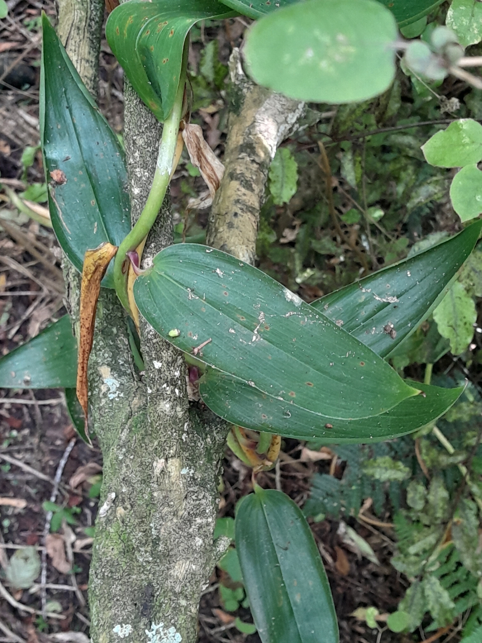 Bomarea multiflora (L.f.) Mirb.