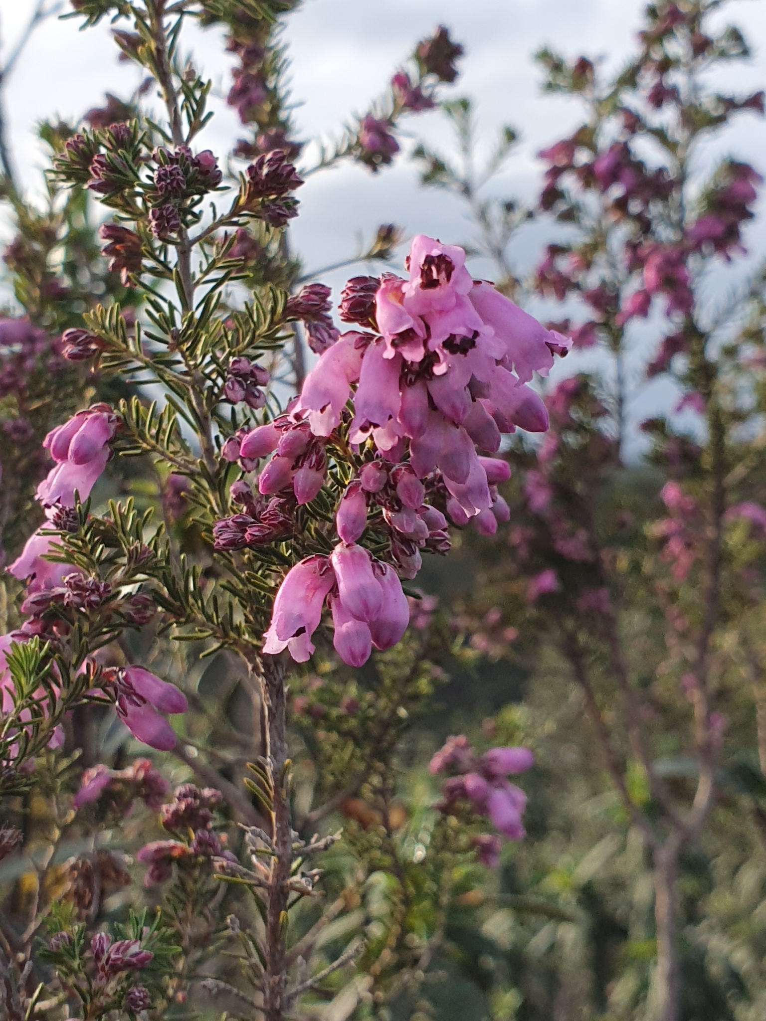 Erica australis L.