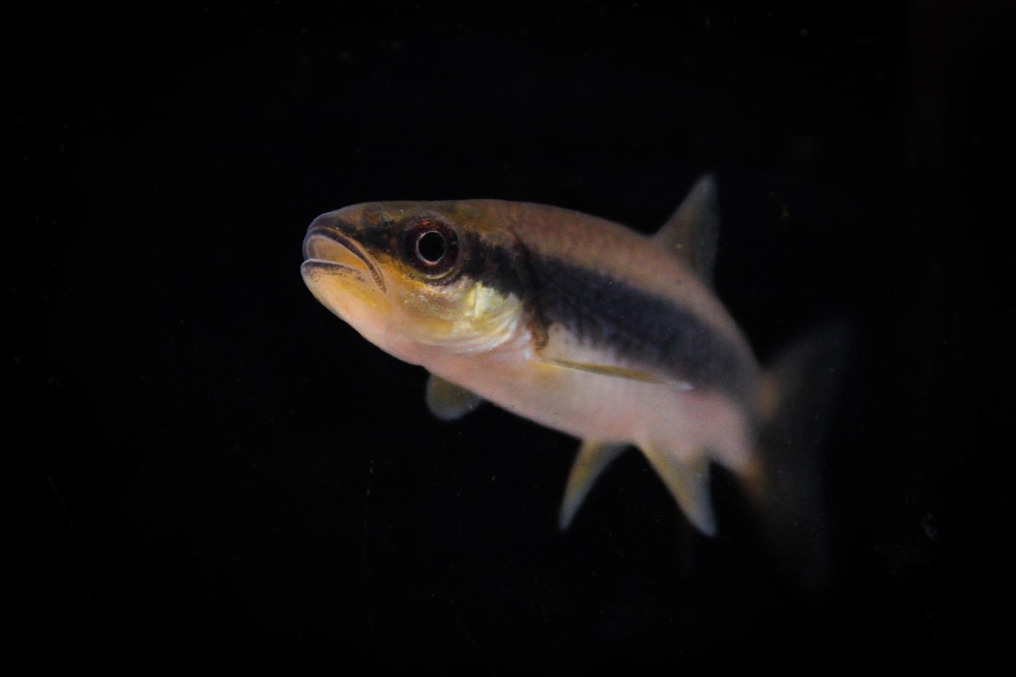 Notropis lutipinnis (Jordan & Brayton, 1878)