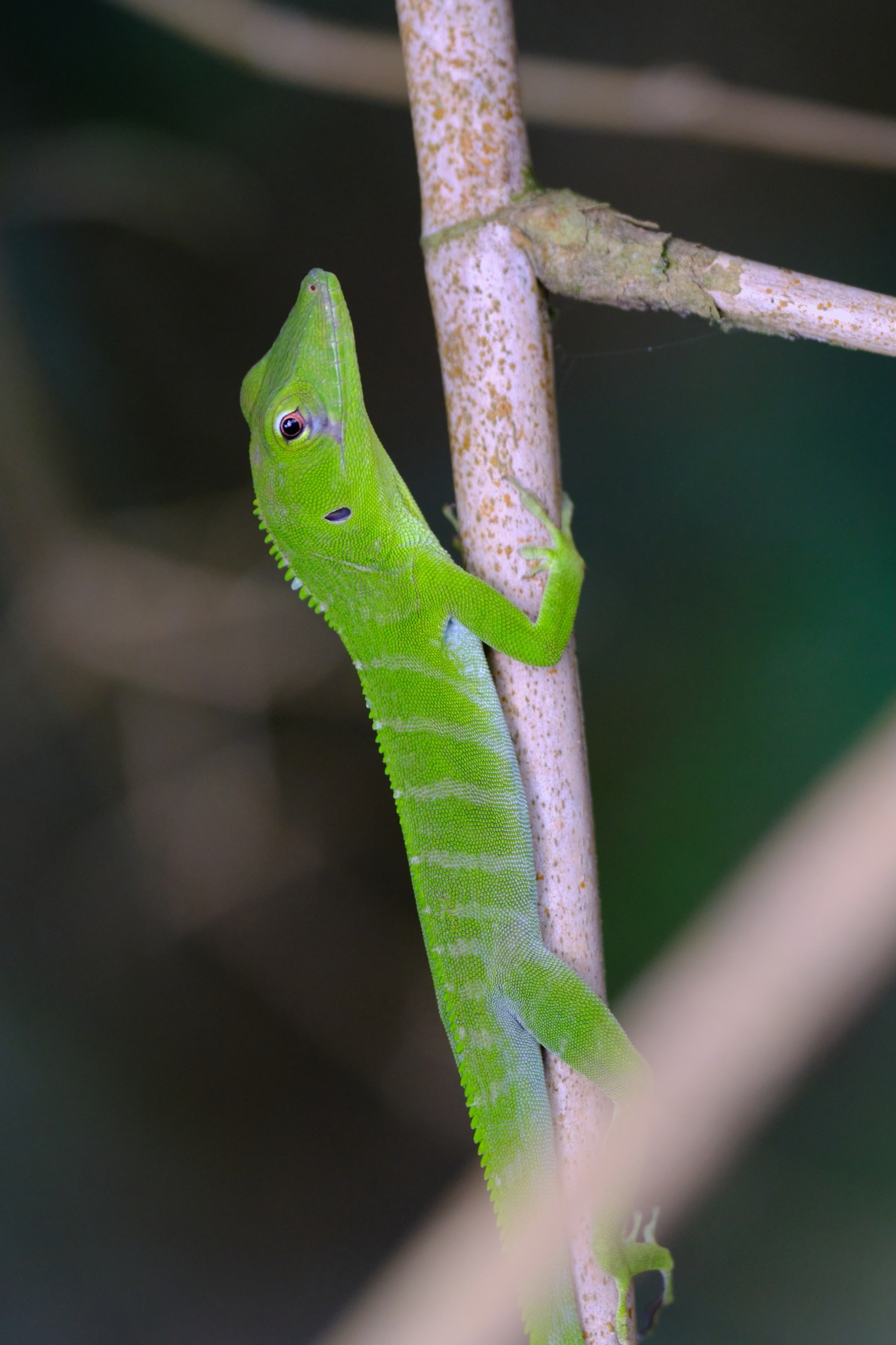 Anolis garmani Stejneger, 1899