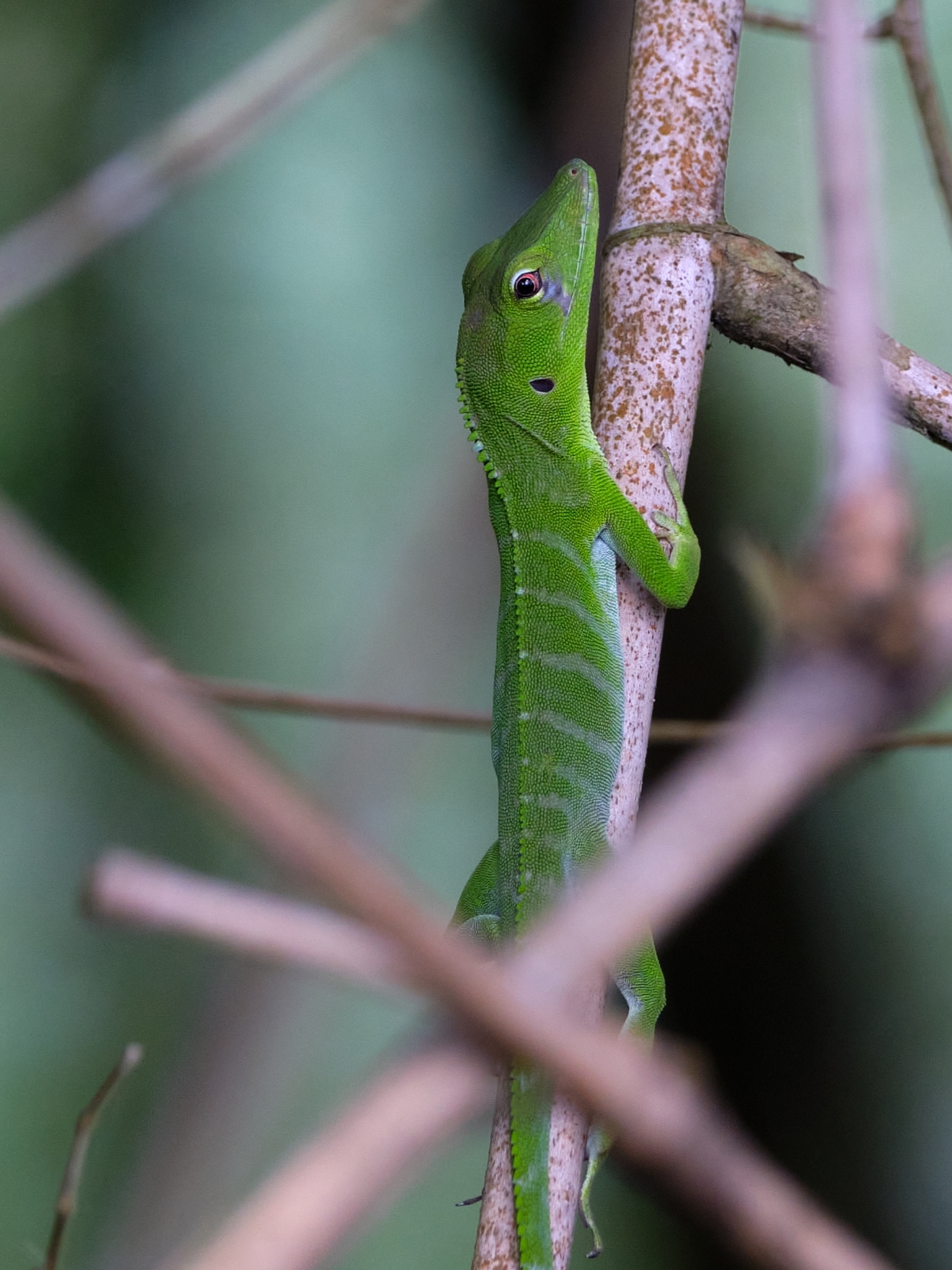Anolis garmani Stejneger, 1899