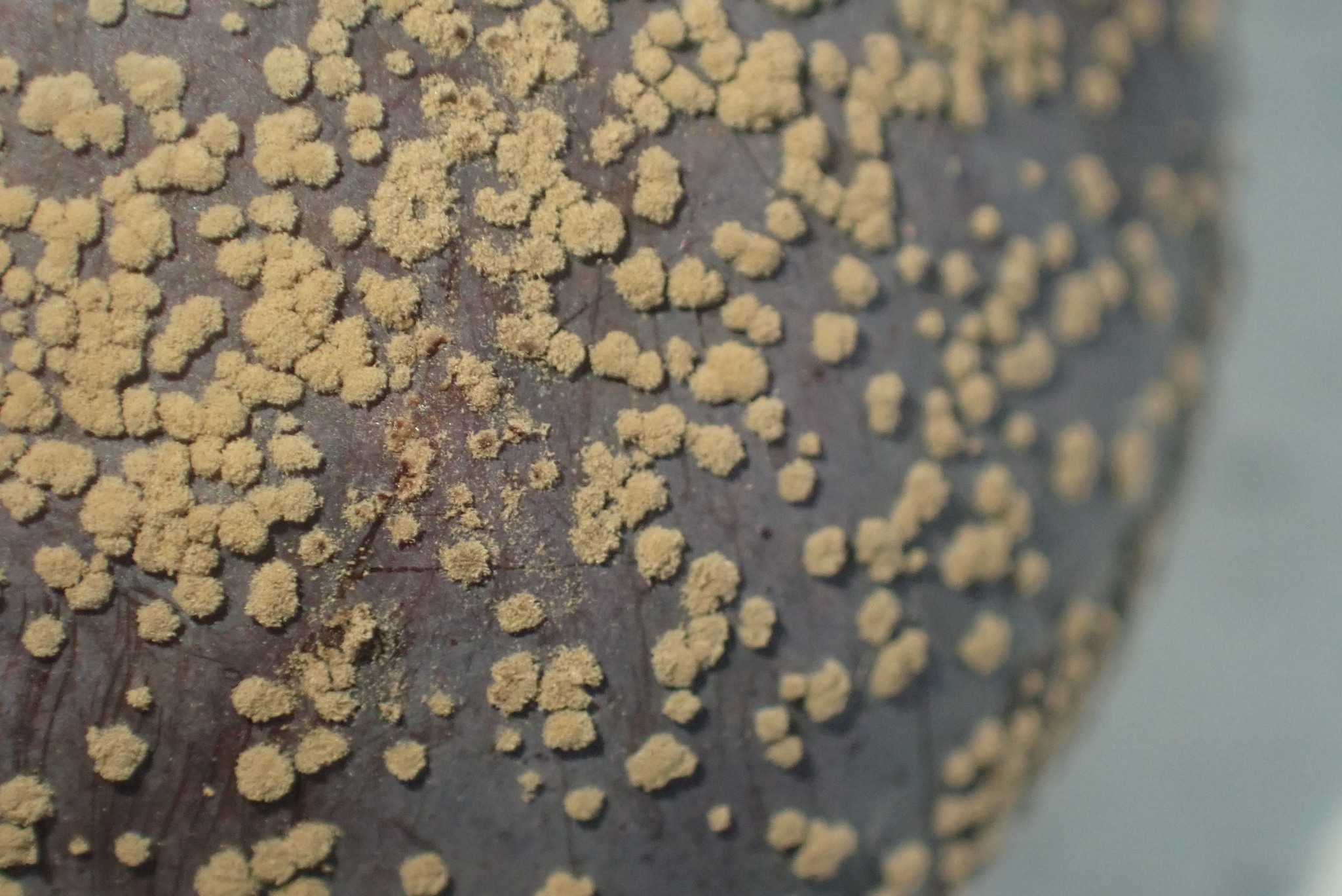 Monilinia fructicola (G.Winter) Honey