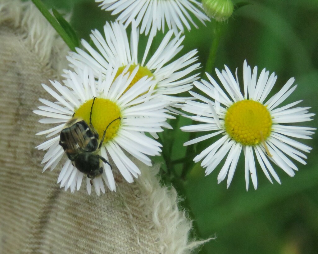 Bee-like Flower Scarabs from 1500 Galick Rd, West Haven, VT 05743, USA ...