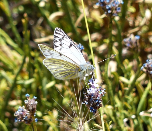 Phulia galactodice · iNaturalist Mexico