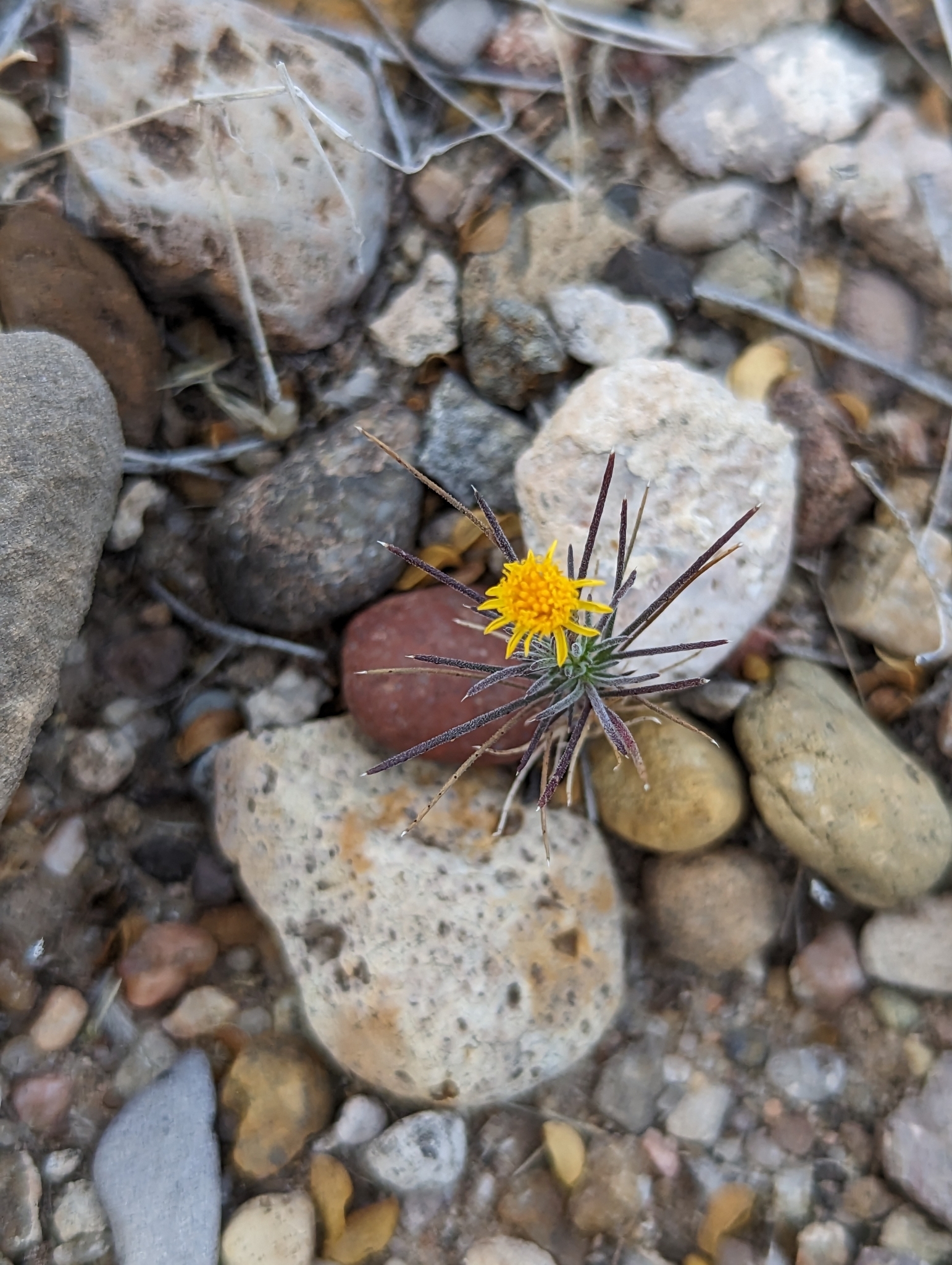 Pectis angustifolia Torr.