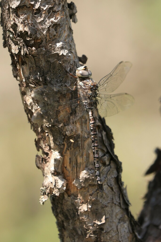 Lake Darner from Heritage Ranch Red Deer Alberta Canada on June 26 ...