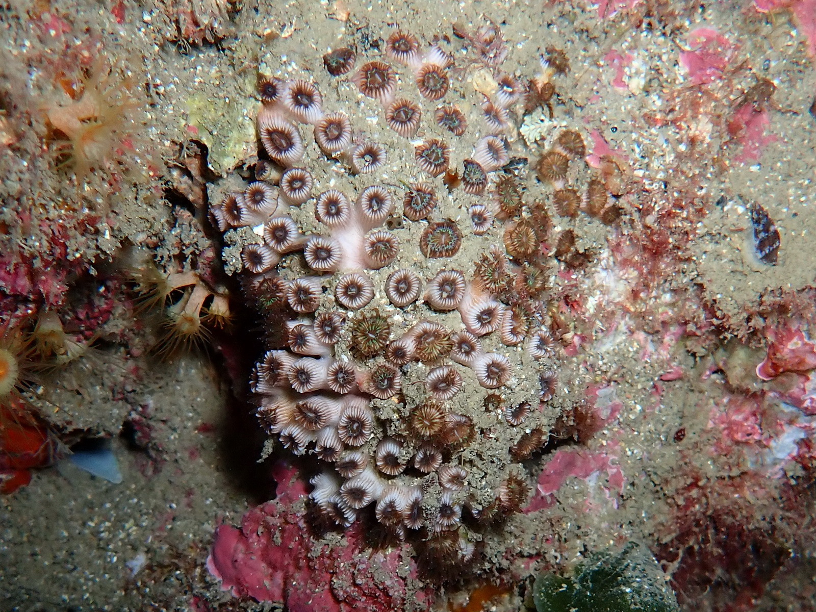 Cladocora caespitosa (Linnaeus, 1767)