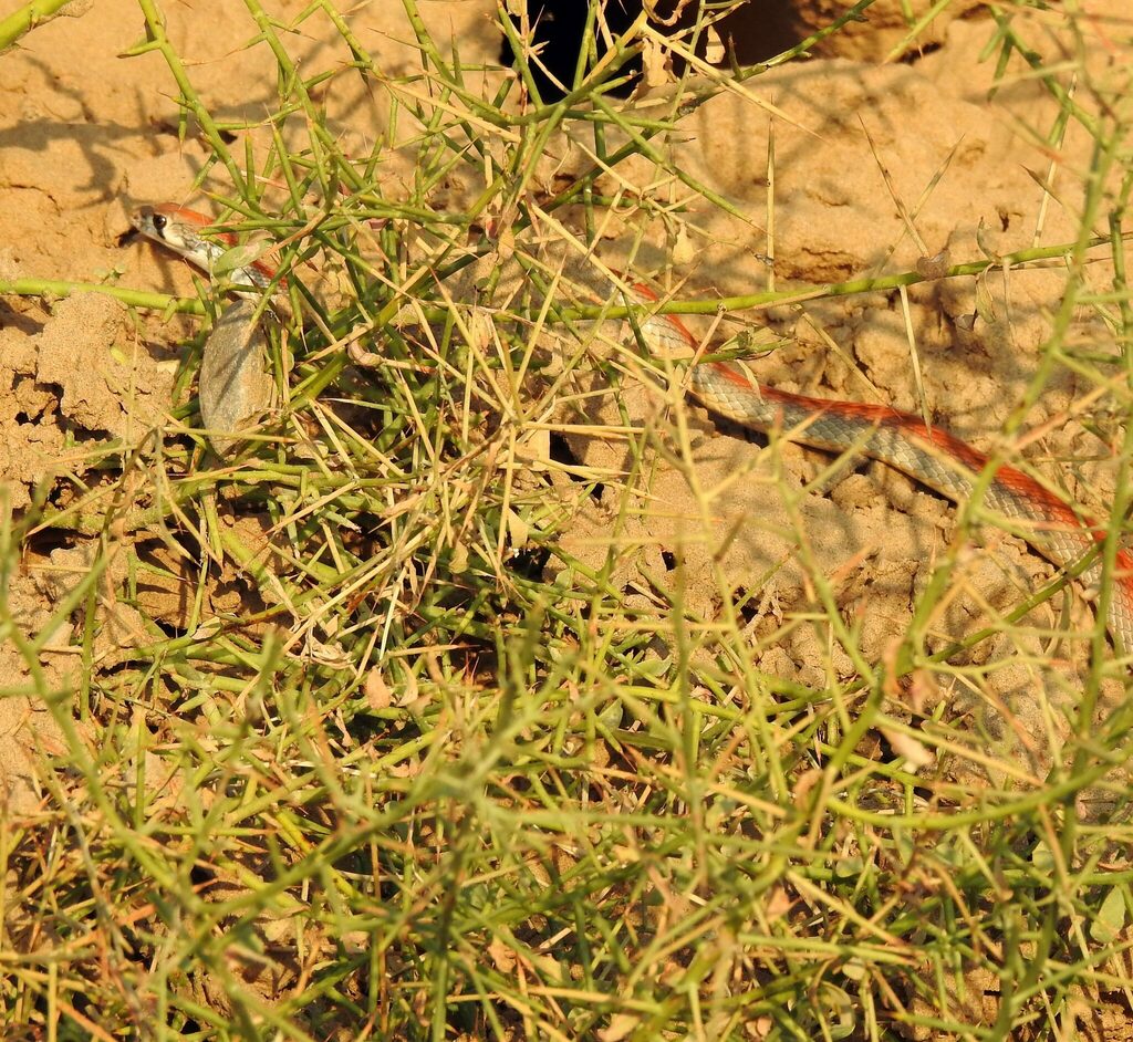 Jan’s Cliff Racer from Мары, Туркменистан on November 10, 2018 at 04:25 ...