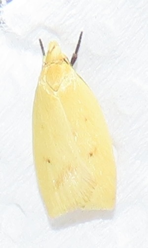 Orophia straminella · iNaturalist