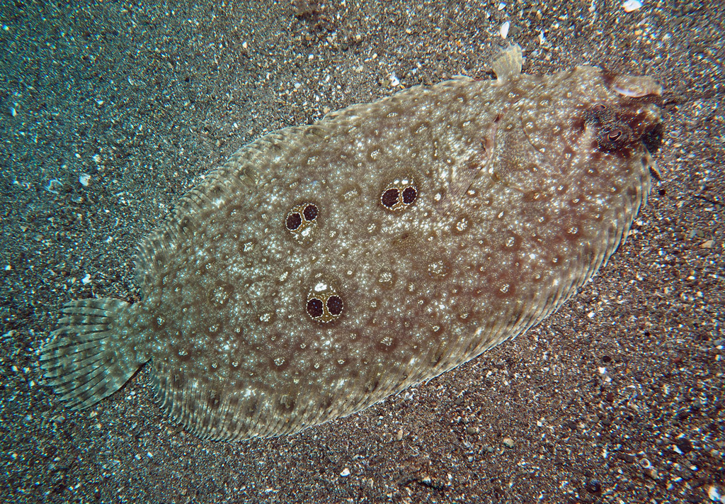 Three Twinspot Flounder (Pseudorhombus dupliciocellatus) - Marine Life ...