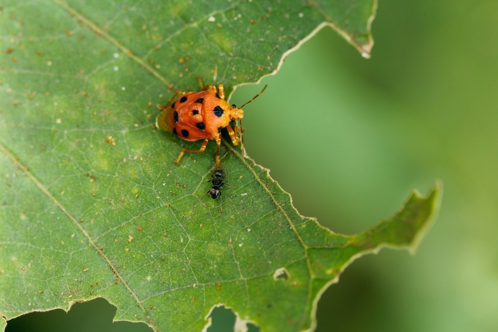 Cazira chiroptera from Bukittinggi City, West Sumatra, Indonesië on ...