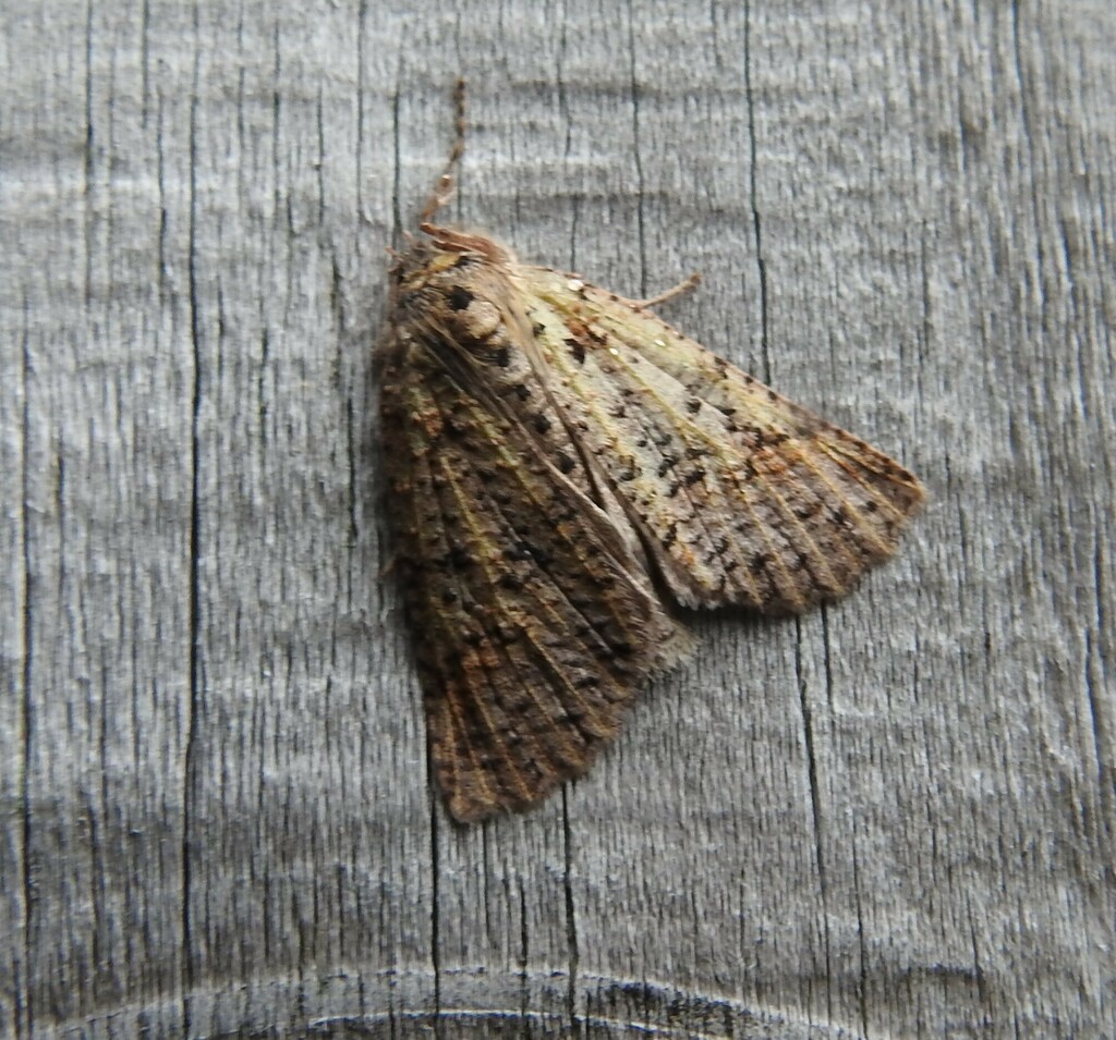 Forest Semilooper from Russell, New Zealand on February 14, 2023 at 07: ...